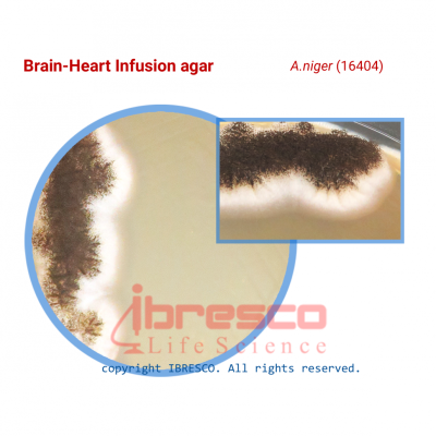 Brain Heart Infusion (BHI) Agar | ibresco