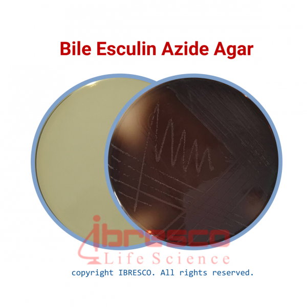Bile Esculin Azide Agar | بایل اسکولین آزاید آگار | ibresco