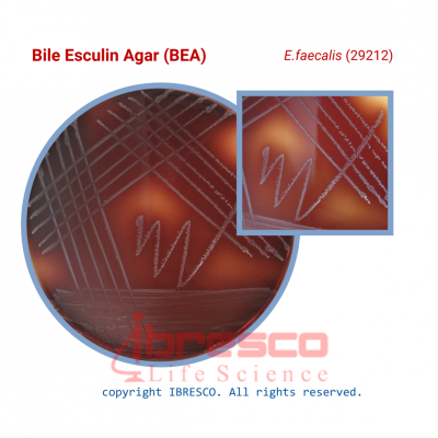 Bile Esculin Agar | بایل اسکولین آگار | ایبرسکو