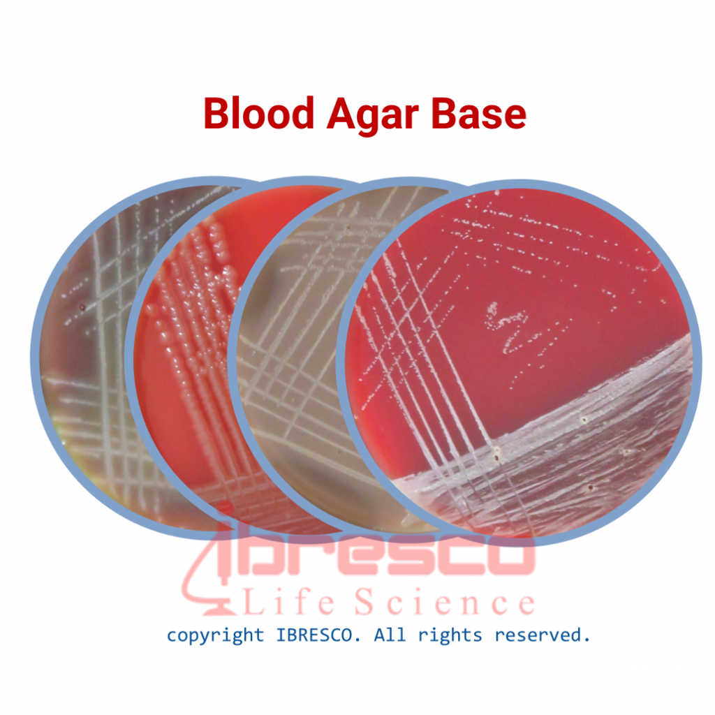 Blood Agar Base | بلاد آگار بیس | ibresco