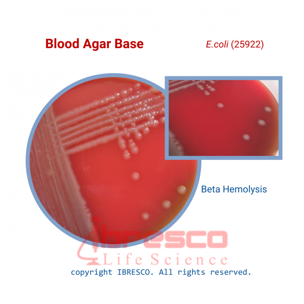 Blood Agar Base | بلاد آگار بیس | ibresco