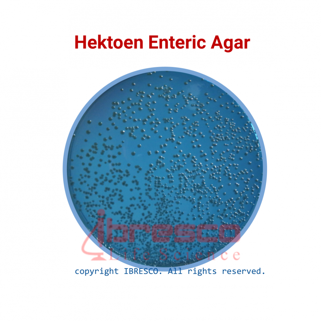 Hektoen Enteric Agar | هکتون انتریک آگار | ایبرسکو