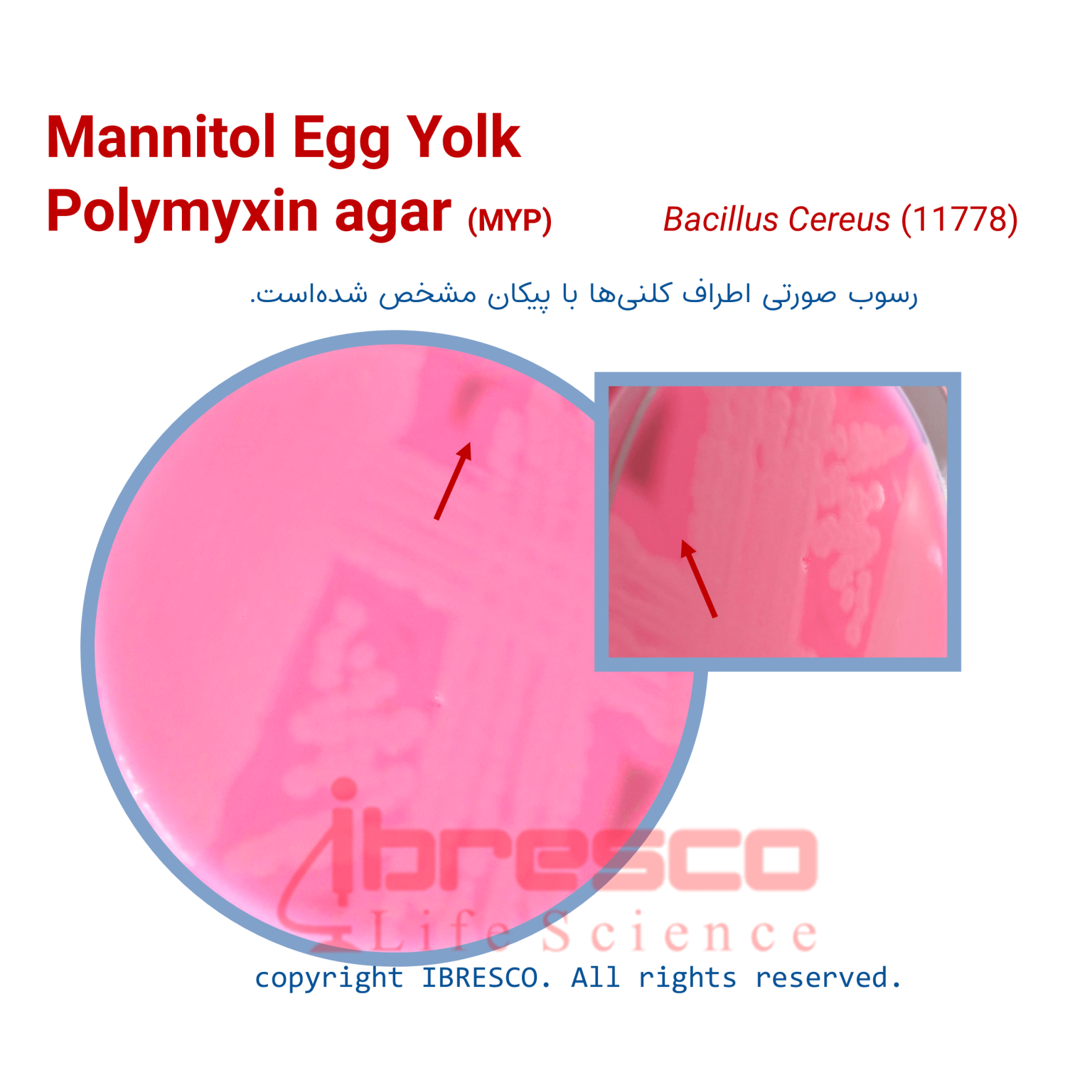 MYP Agar | ibresco