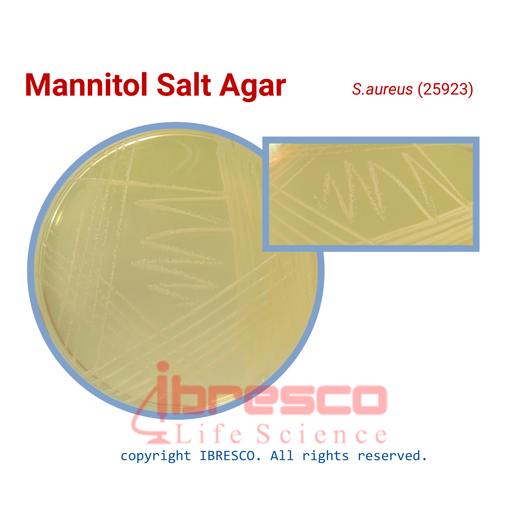 Mannitol Salt Agar | مانیتول سالت آگار | ایبرسکو