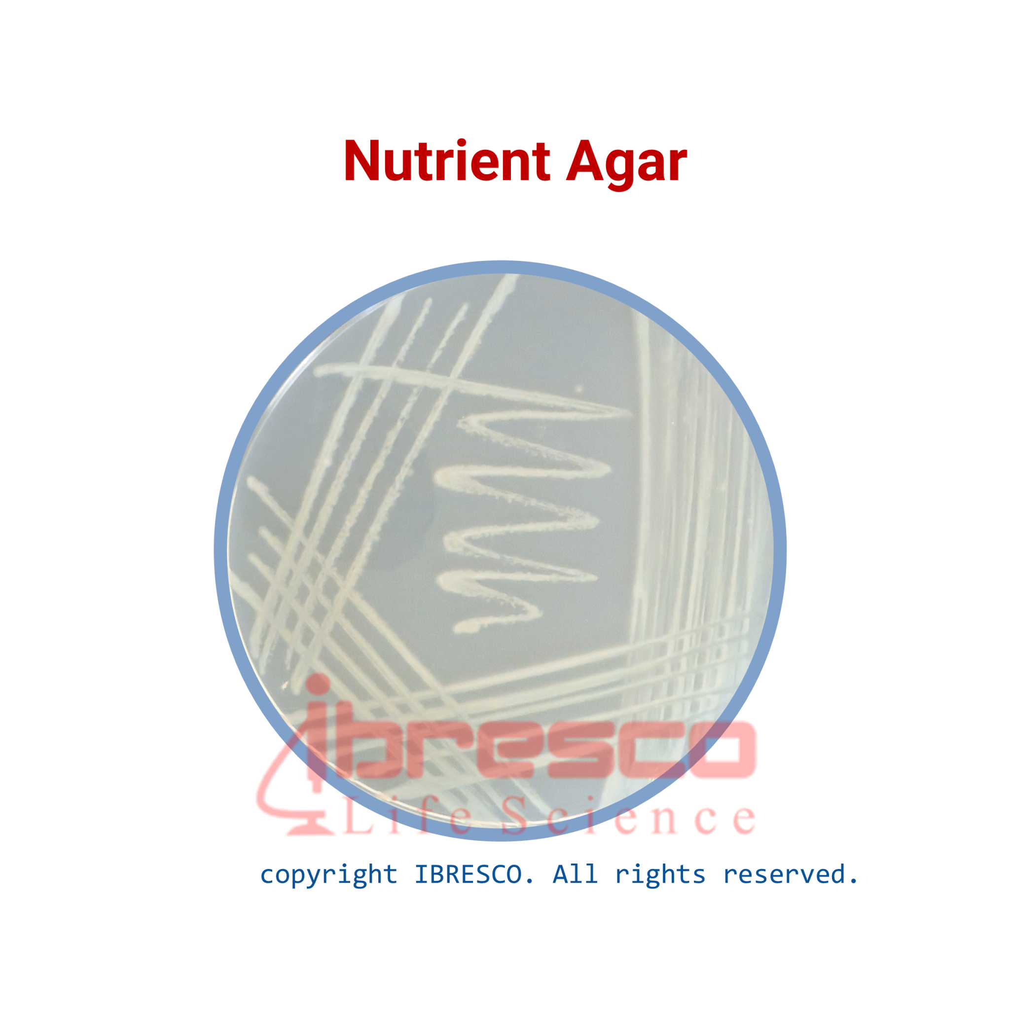 Nutrient Agar | ibresco