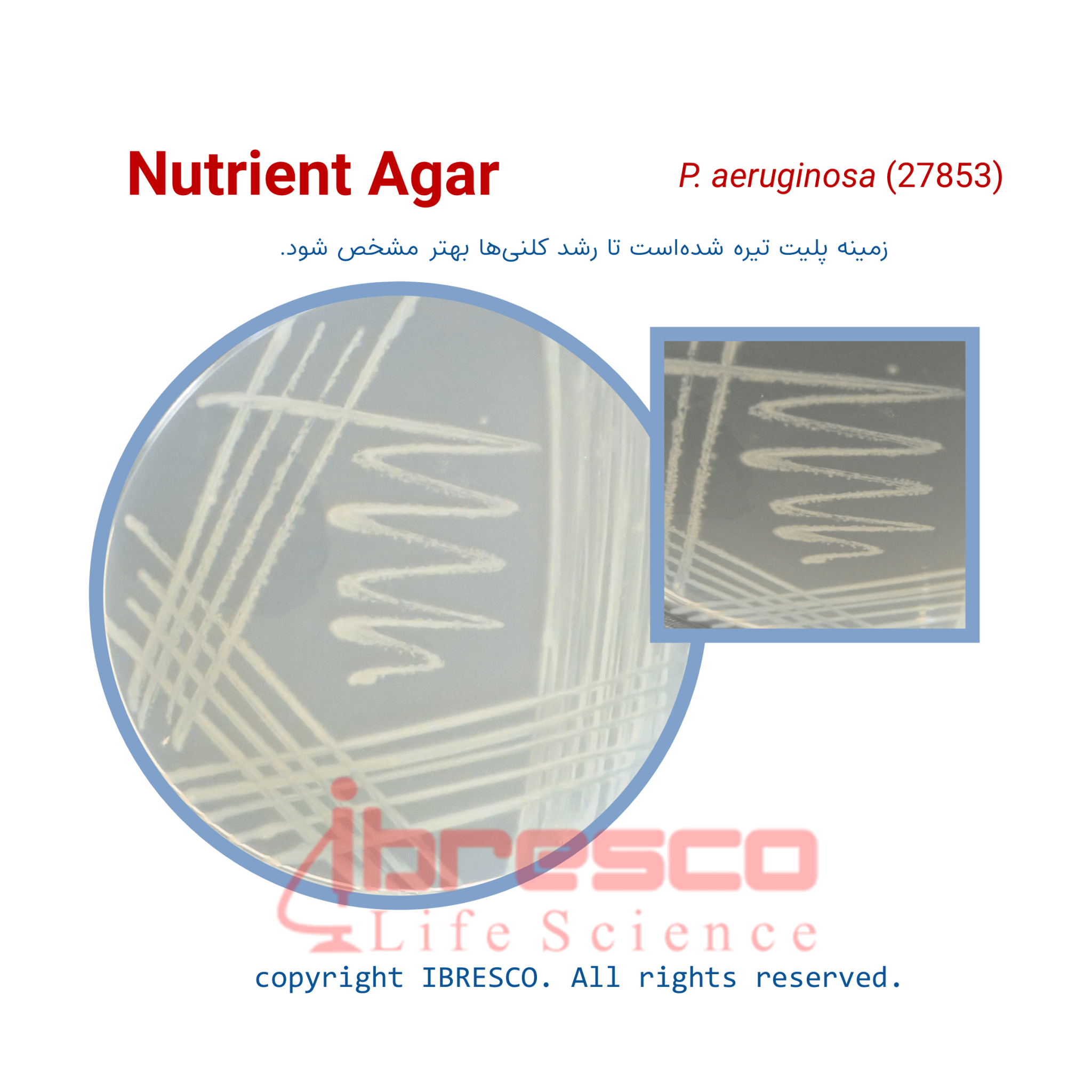 Nutrient Agar | ibresco