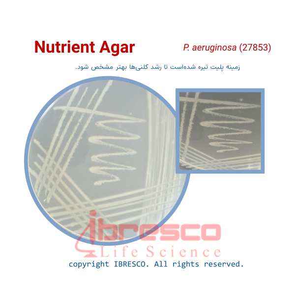 Nutrient Agar | ibresco