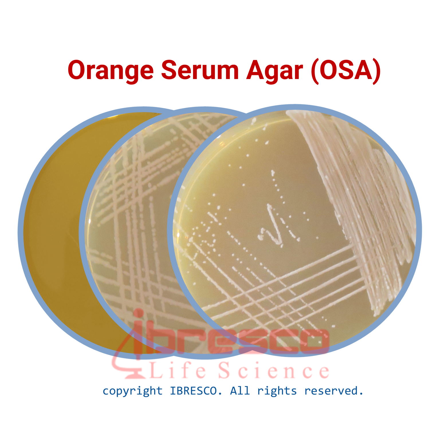 Orange Serum Agar (OSA) | آگار داری سرم پرتقال | ibresco