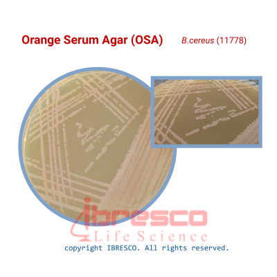 Orange Serum Agar (OSA) | آگار داری سرم پرتقال | ibresco