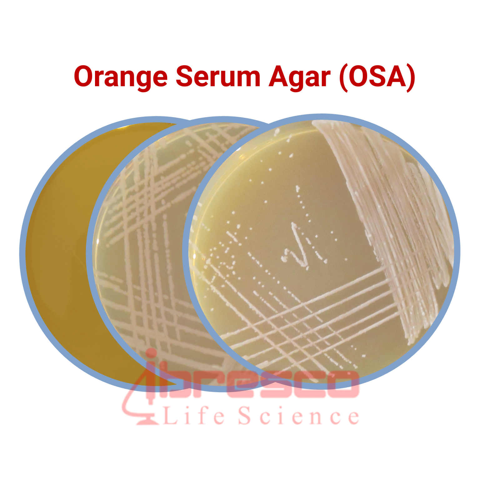 Bile Esculin Azide Agar | بایل اسکولین آزاید آگار – ایبرسکو