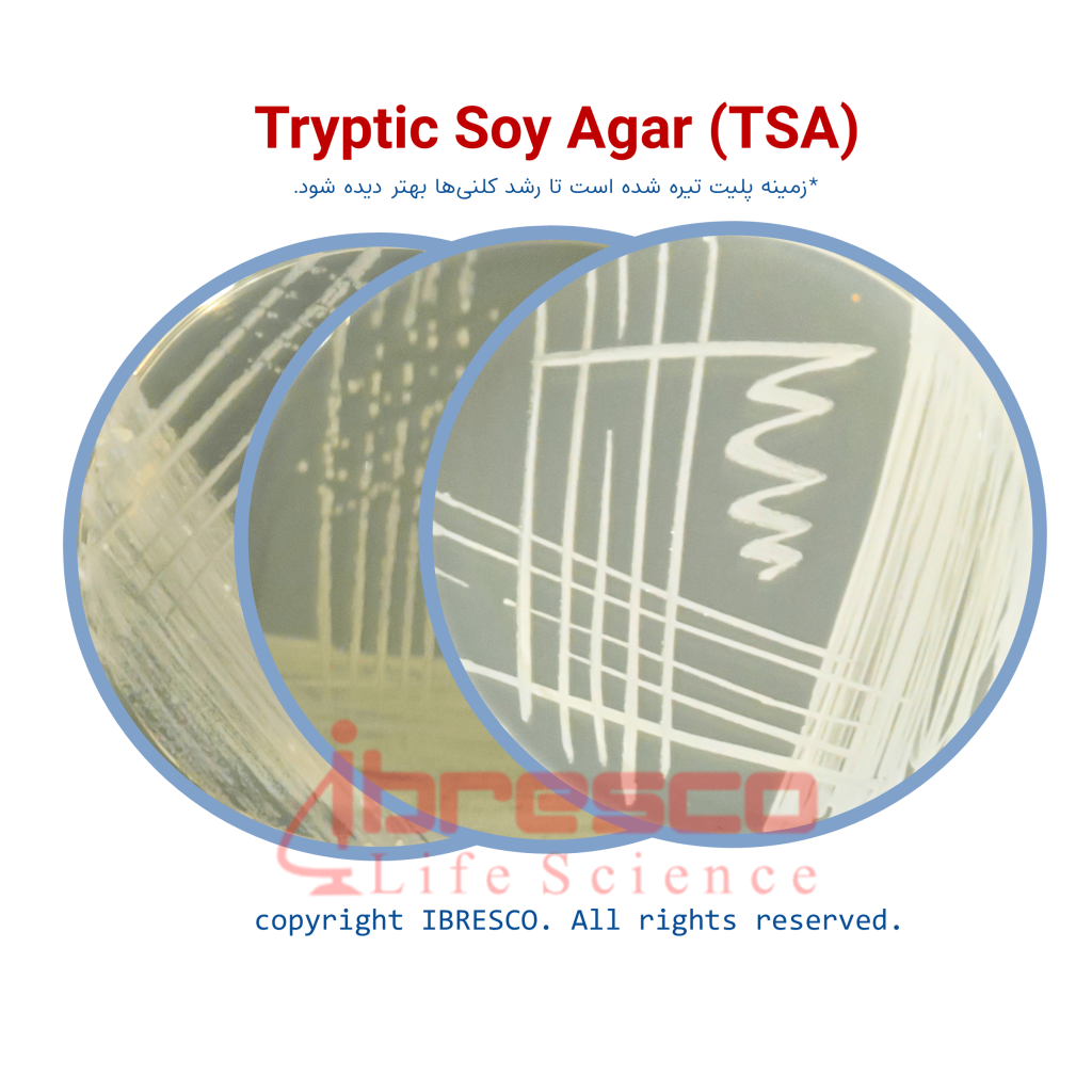 Tryptic Soy Agar (TSA) | تریپتیک سوی آگار | ایبرسکو