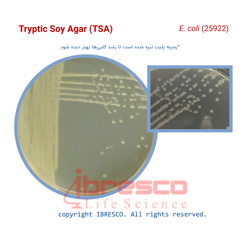 Tryptic Soy Agar (TSA) | تریپتیک سوی آگار | ایبرسکو