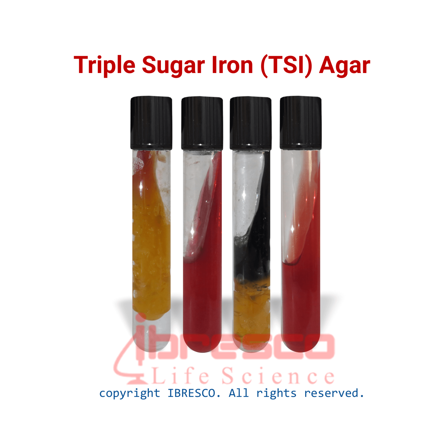 Triple Sugar Iron (TSI) Agar | ibresco