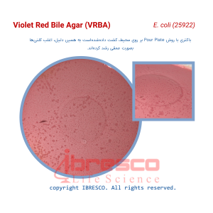 Violet Red Bile Agar (VRBA) | ویولت رد بایل آگار | ibresco