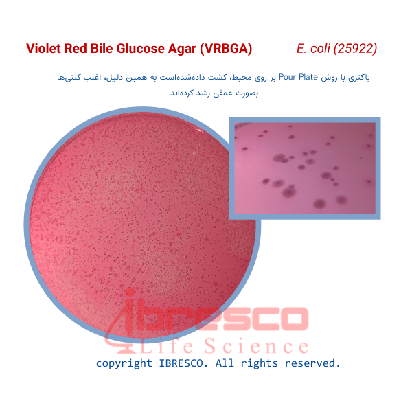 Violet Red Bile Glucose Agar (VRBGA) | ویولت رد بایل گلوکز آگار | ibresco