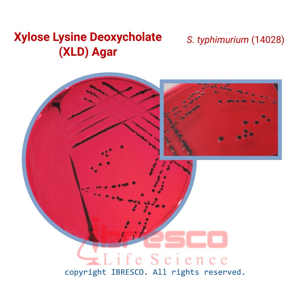 Xylose Lysine Deoxycholate (XLD) Agar | ایکس ال دی آگار | ایبرسکو