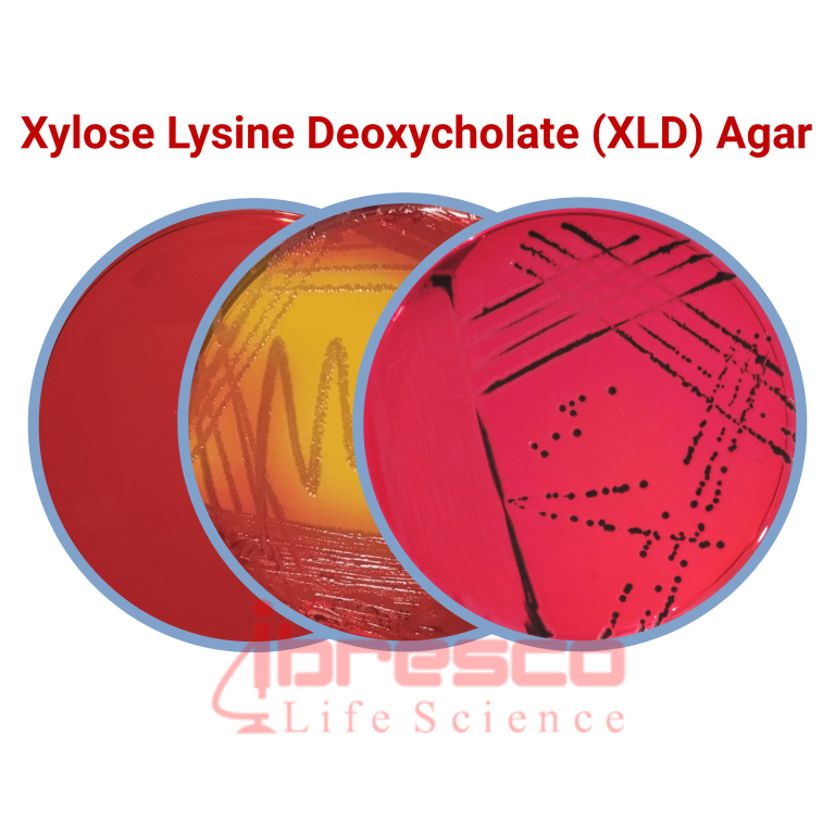 Xylose Lysine Deoxycholate (XLD) Agar | ایکس ال دی آگار – ایبرسکو