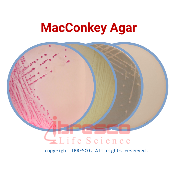 MacConkey Agar | مک کانکی آگار | ibresco