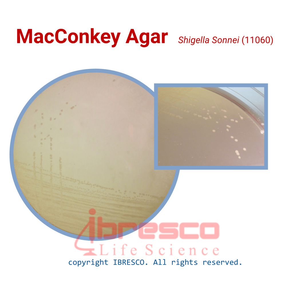 MacConkey Agar | ibresco