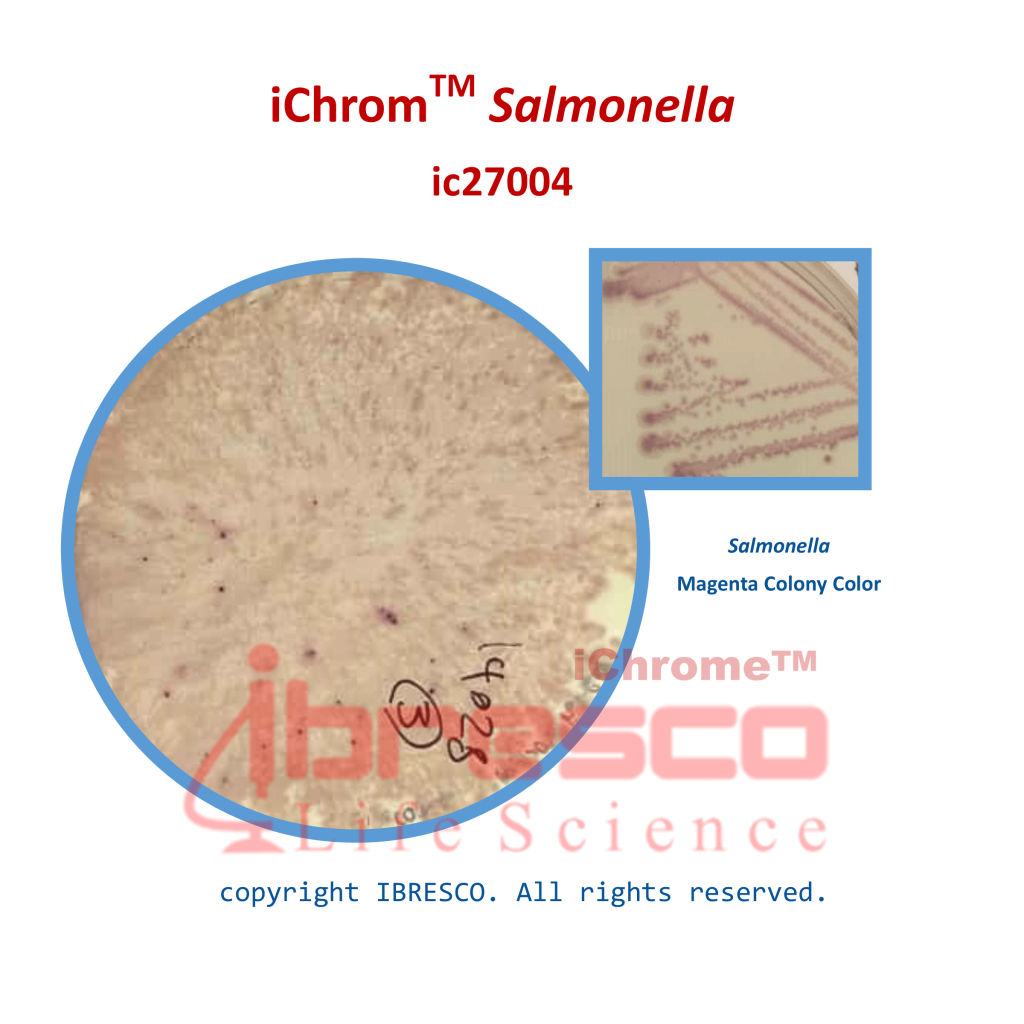 iChrome Salmonella | ibresco