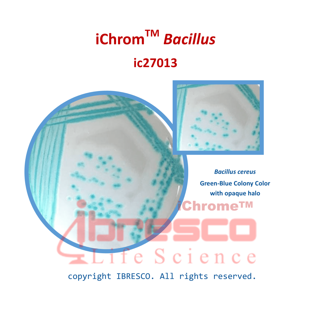 iChrome Bacillus | آی کروم باسیلوس | ایبرسکو