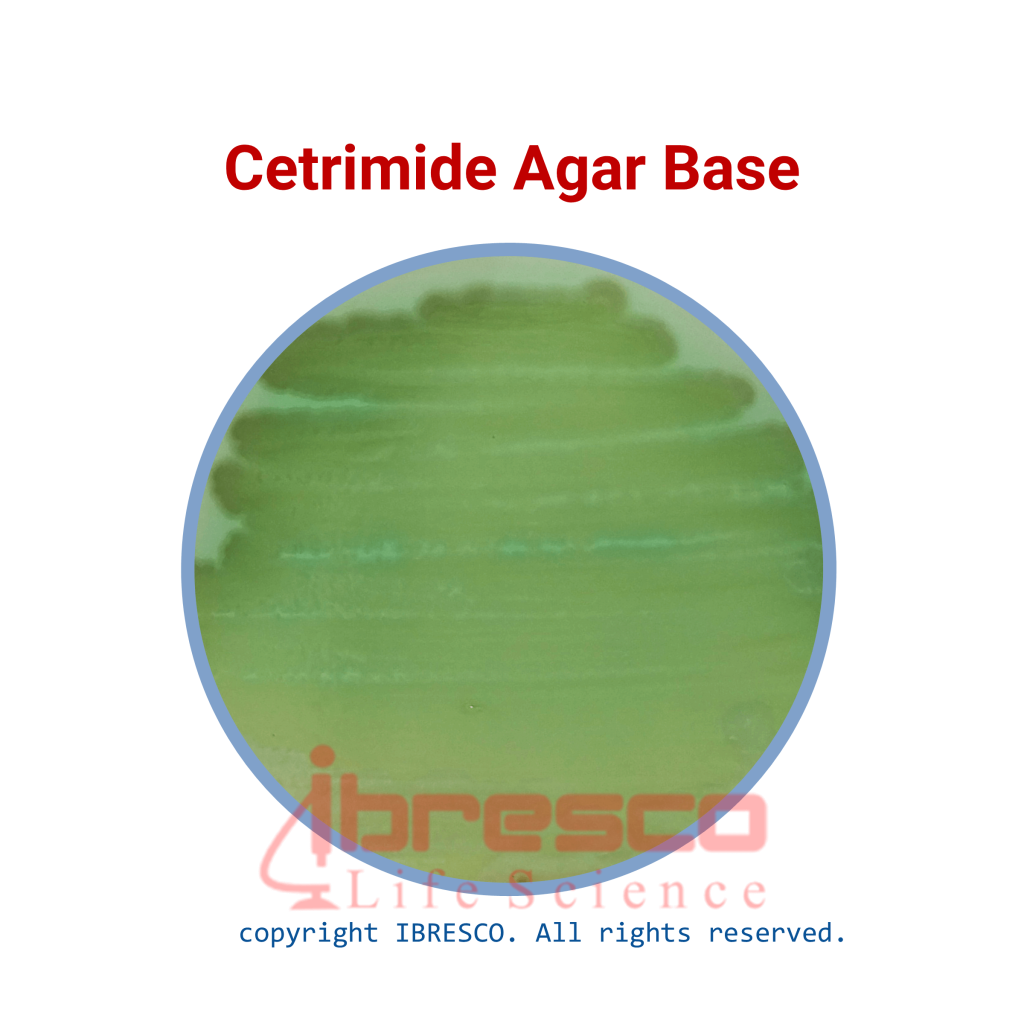 Cetrimide Agar Base | ستریماید آگار بیس | ایبرسکو