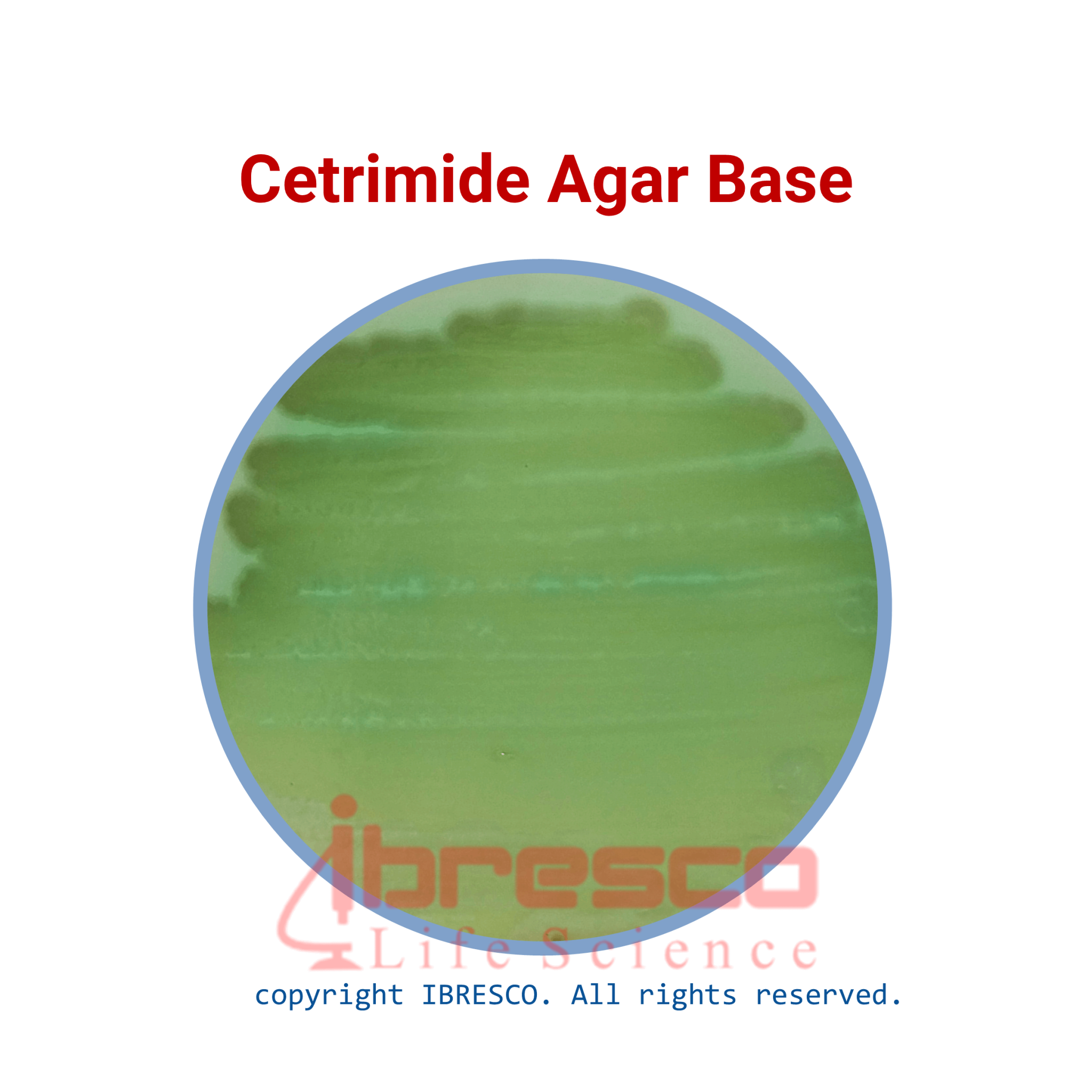 Cetrimide Agar Base | ستریماید آگار بیس | ایبرسکو