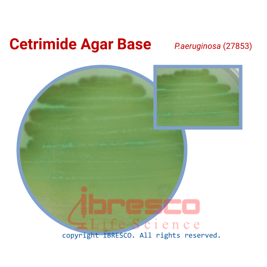 Cetrimide Agar Base | ستریماید آگار بیس | ایبرسکو