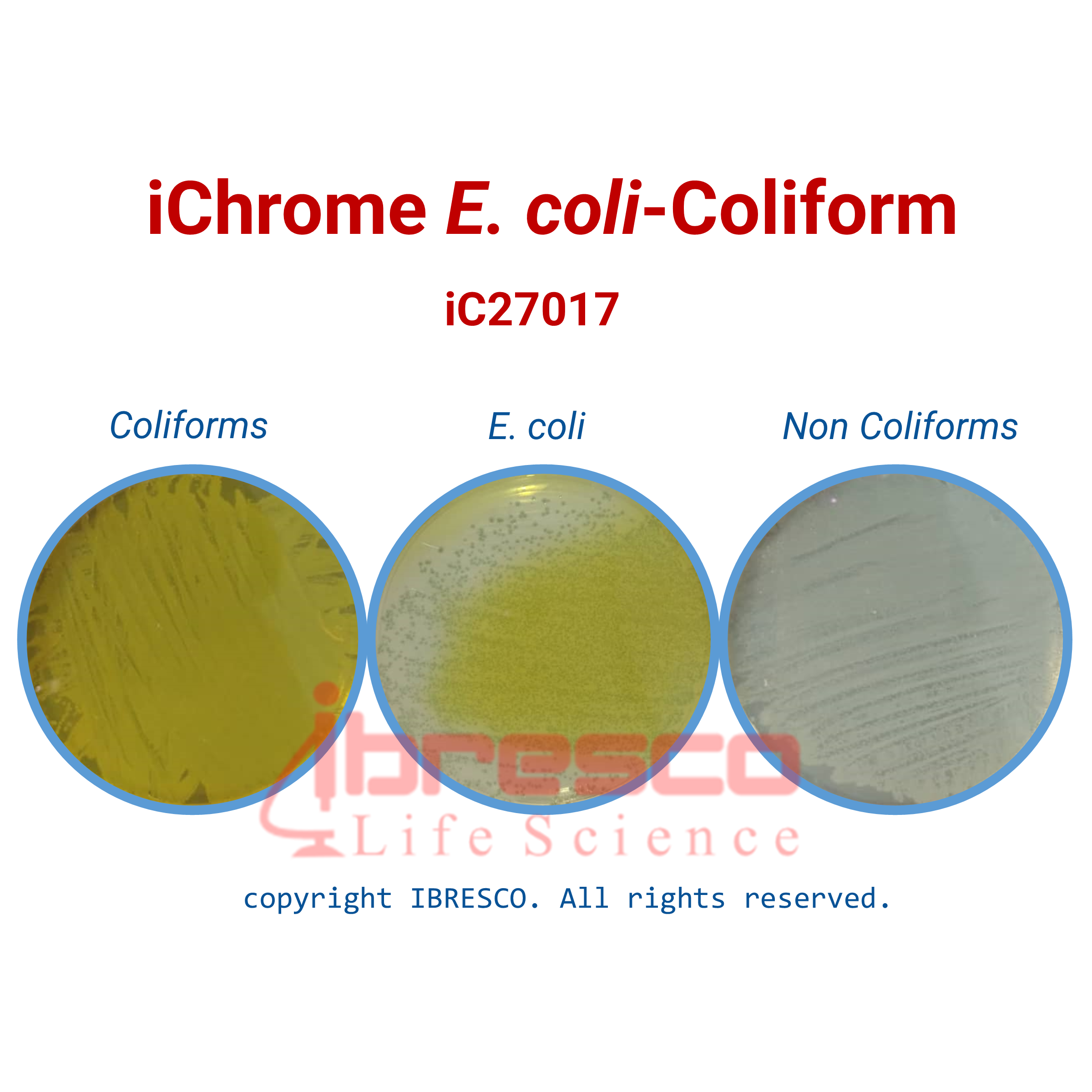 iChrome E.coli-coliform | آی کروم ای کلای-کلیفرم | ibresco
