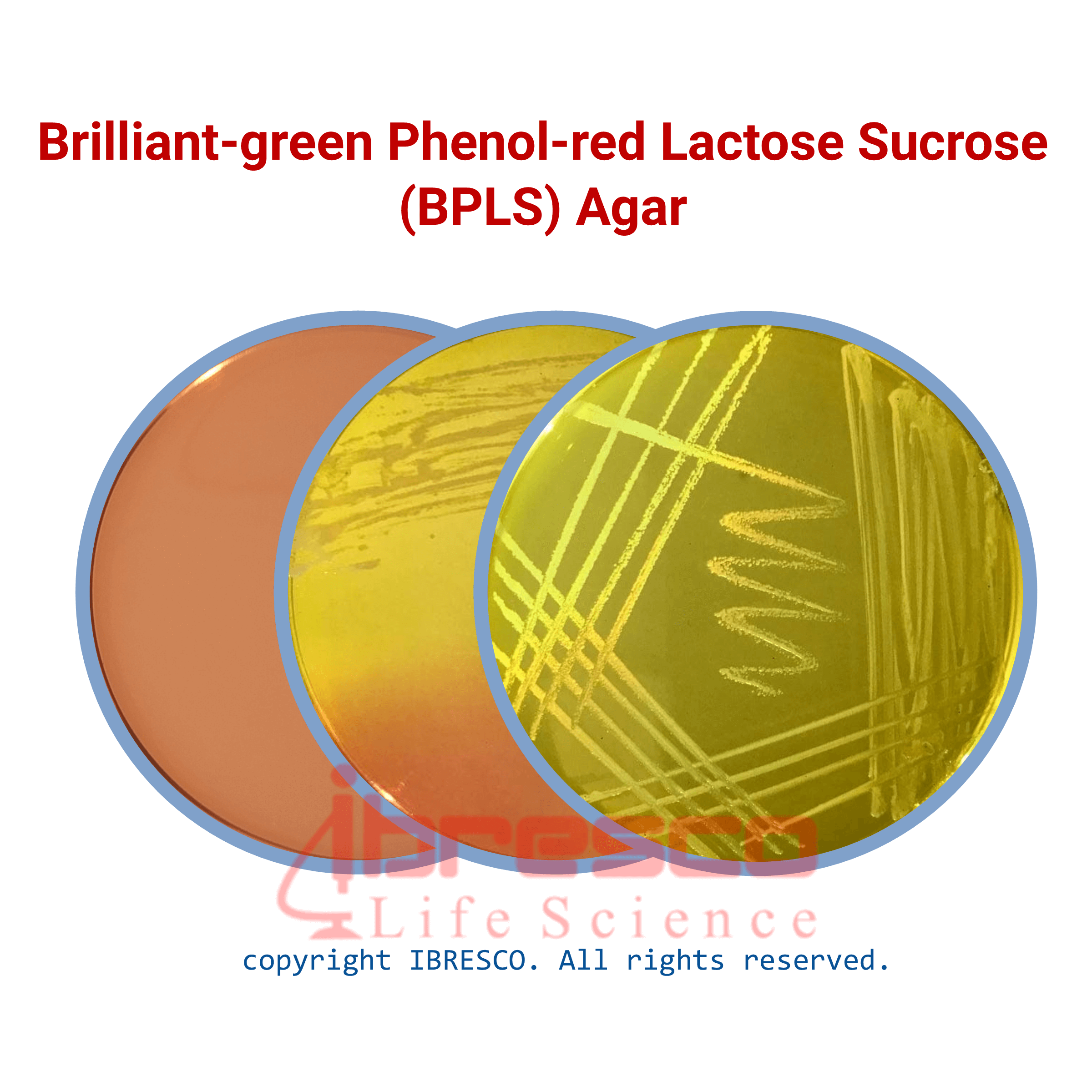 BPLS Agar | بی پی ال اس آگار | ایبرسکو