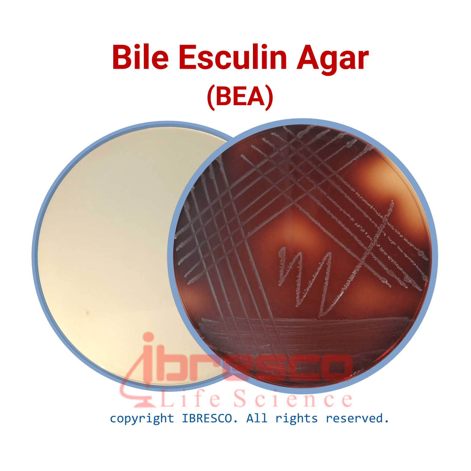 Bile Esculin Agar | بایل اسکولین آگار | ایبرسکو