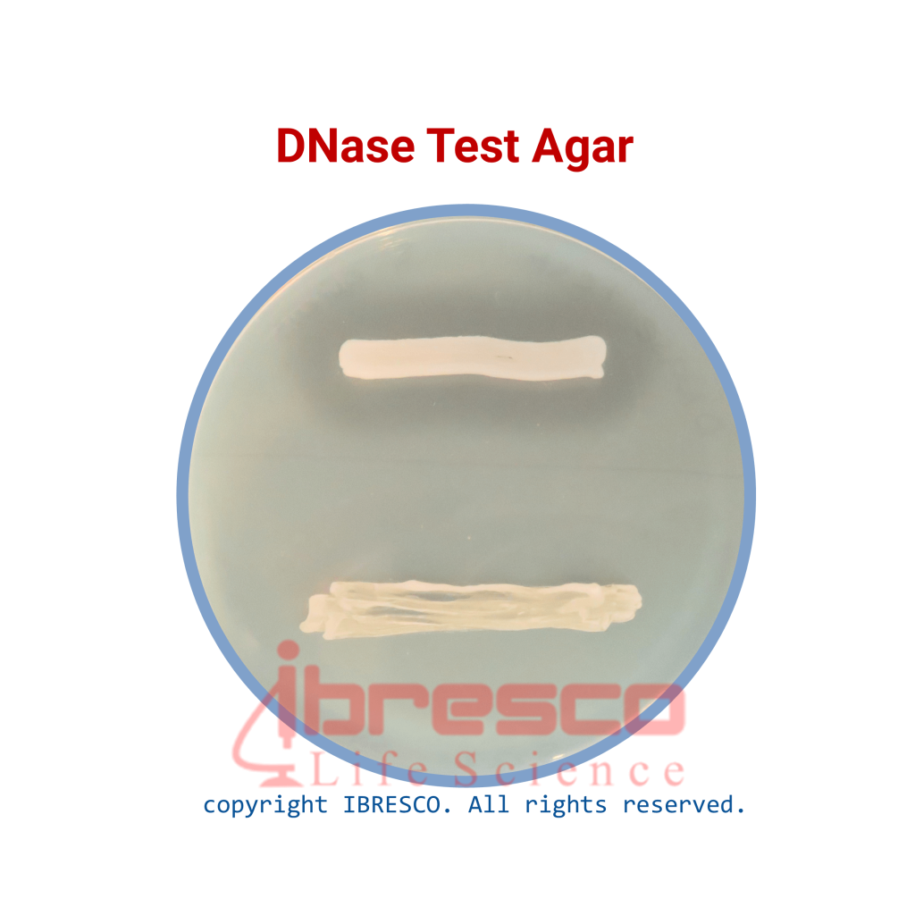 DNase test agar | دی ان ایز تست آگار | ایبرسکو