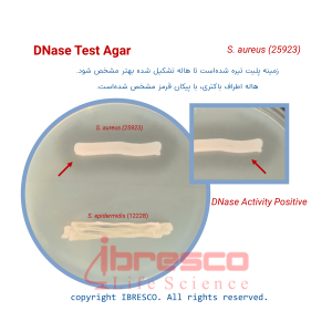 DNase test agar | دی ان ایز تست آگار – ایبرسکو