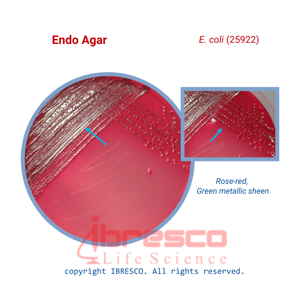 ENDO Agar | ibresco