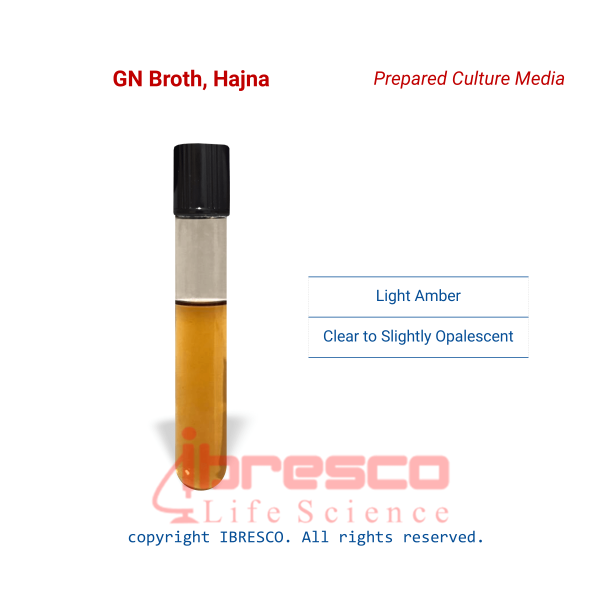 GN Broth | جی اِن براث | ایبرسکو