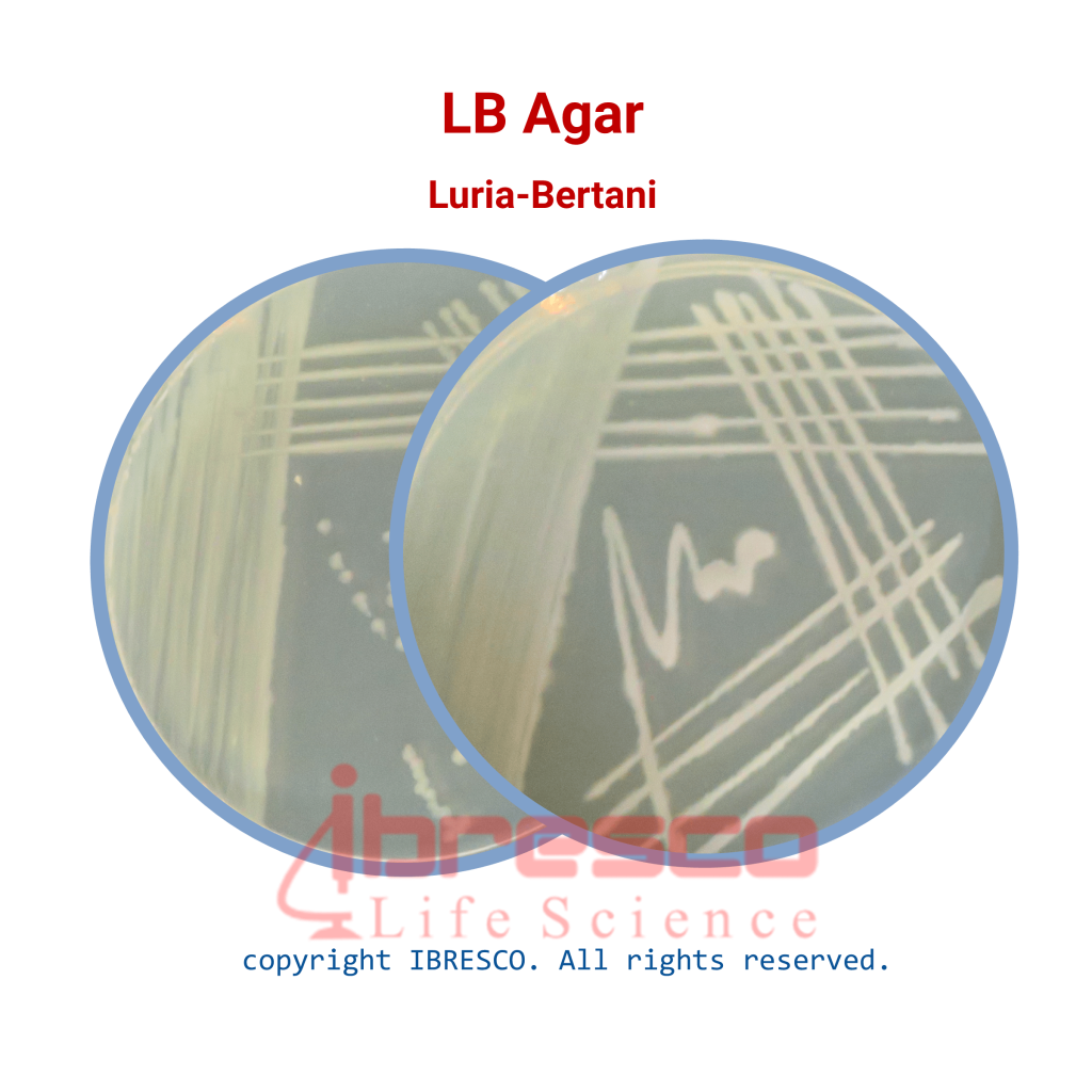 LB Agar | اِل بی آگار | ایبرسکو