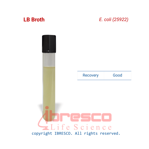 LB Broth | اِل بی براث | ایبرسکو