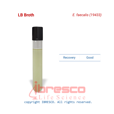 LB Broth | اِل بی براث | ایبرسکو