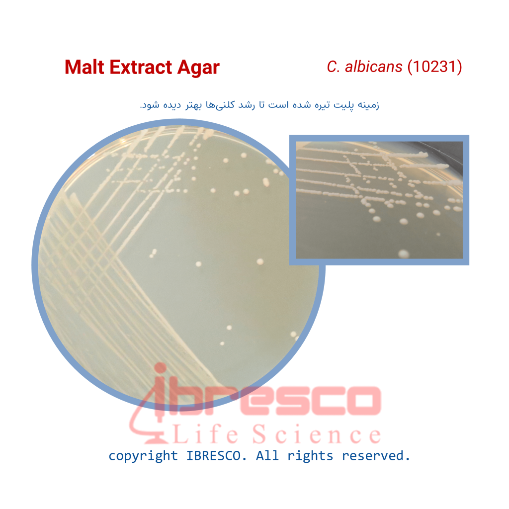 Malt Extract Agar | مالت اکسترکت آگار | ibresco