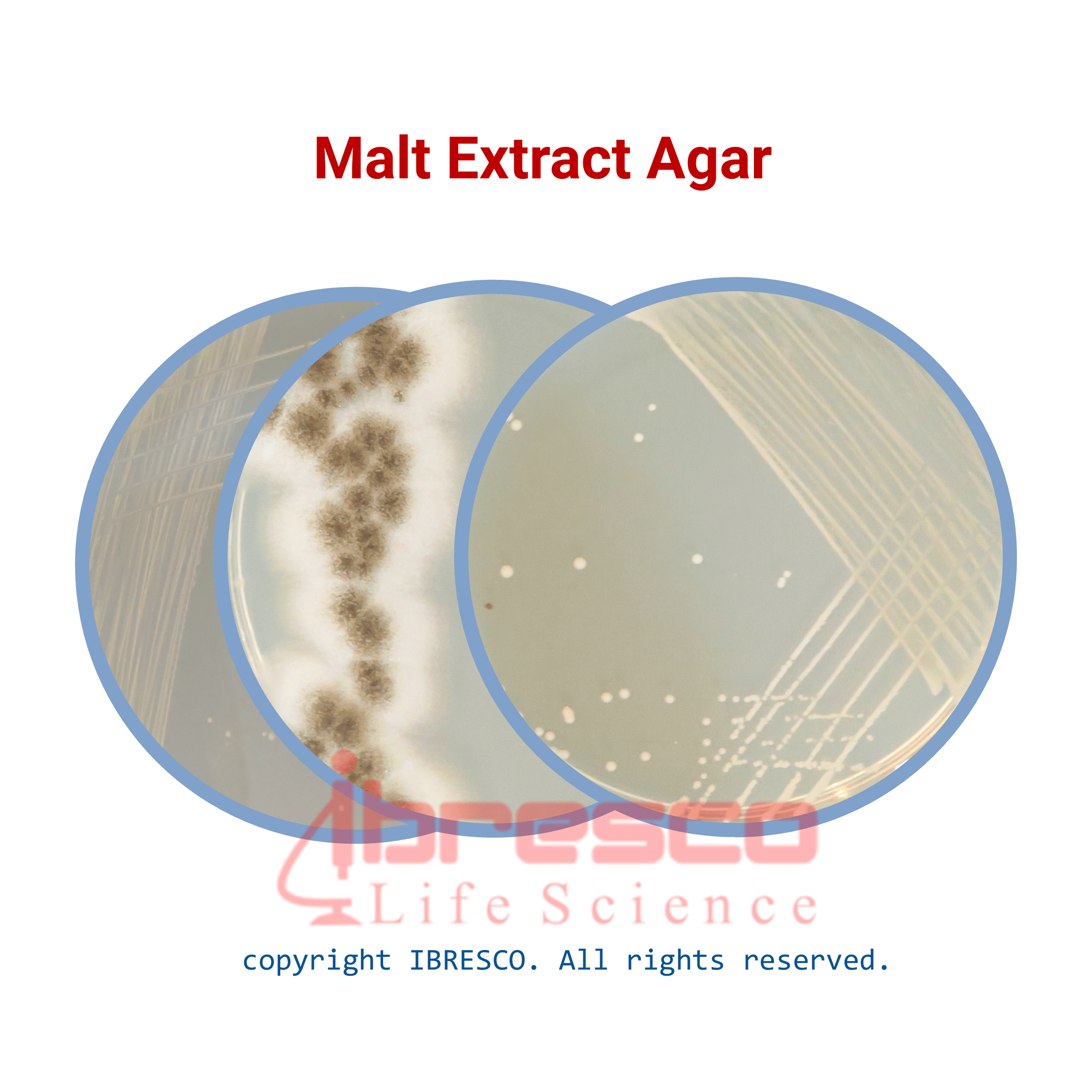 Malt Extract Agar | مالت اکسترکت آگار | ibresco