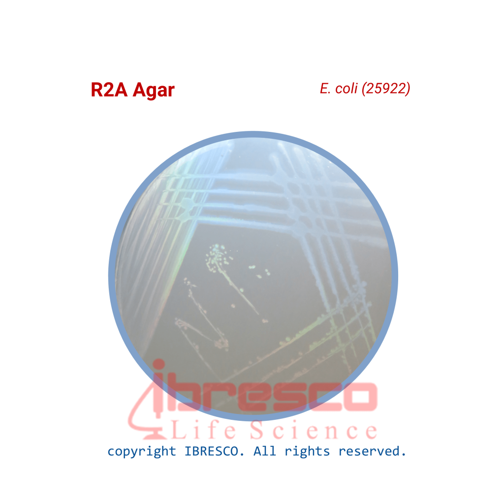 R2A Agar | آر 2 اِی آگار | ایبرسکو