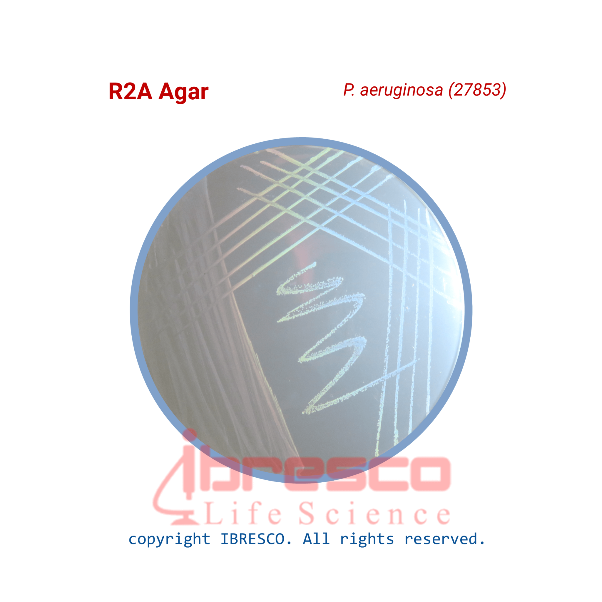 R2A Agar | آر 2 اِی آگار | ibresco
