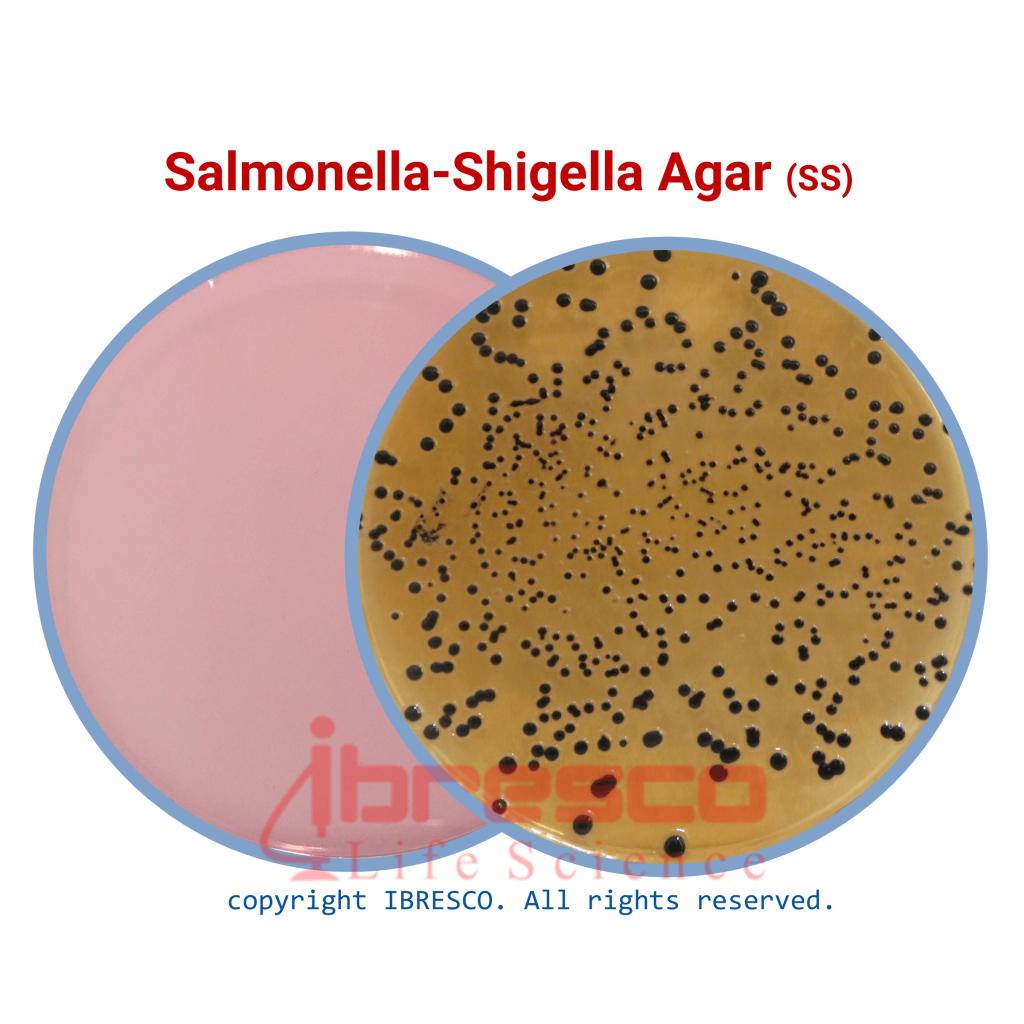Salmonella-Shigella Agar | سالمونلا-شیگلا آگار | ibresco