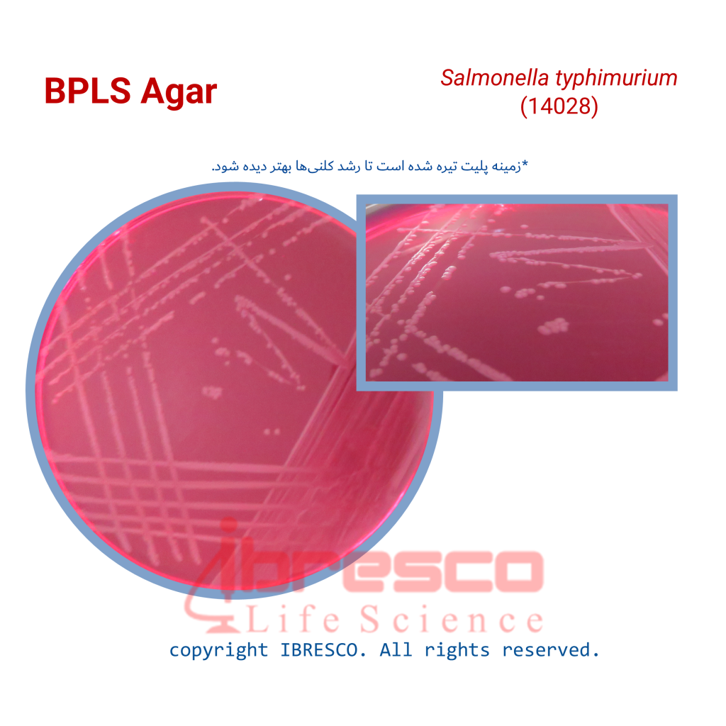 BPLS Agar | بی پی ال اس آگار | ibresco