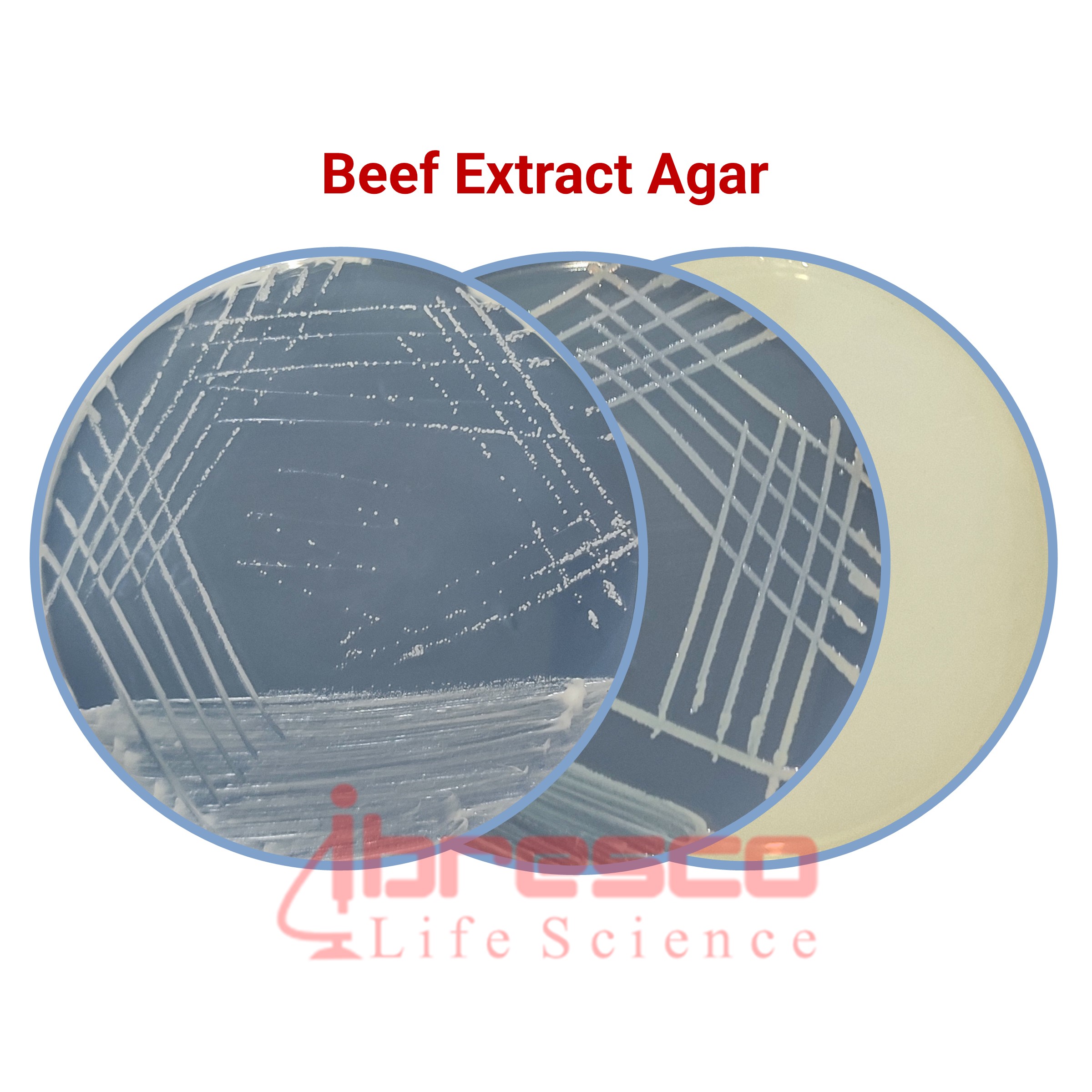 Beef Extract Agar | بیف اکسترکت آگار | ibresco