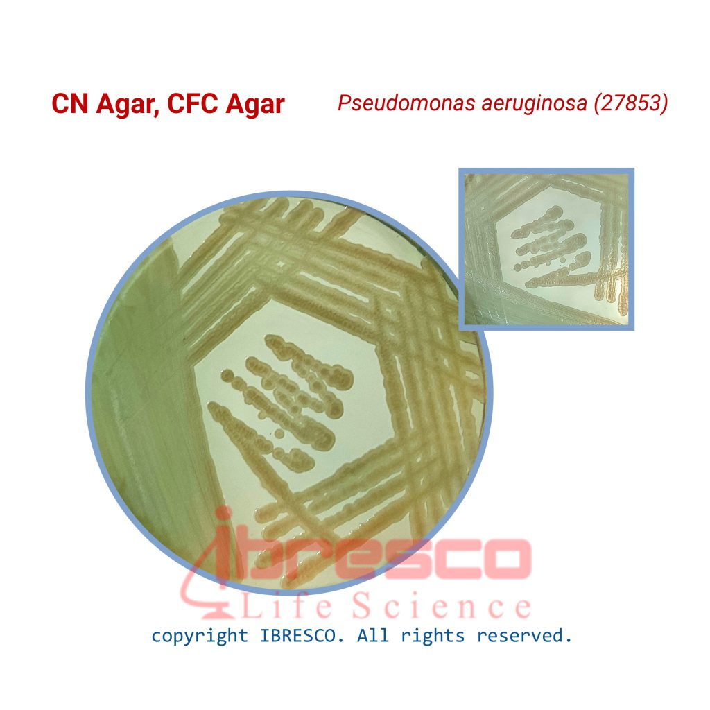 Pseudomonas Selective Agar Base, CN Agar, CFC Agar | ibresco