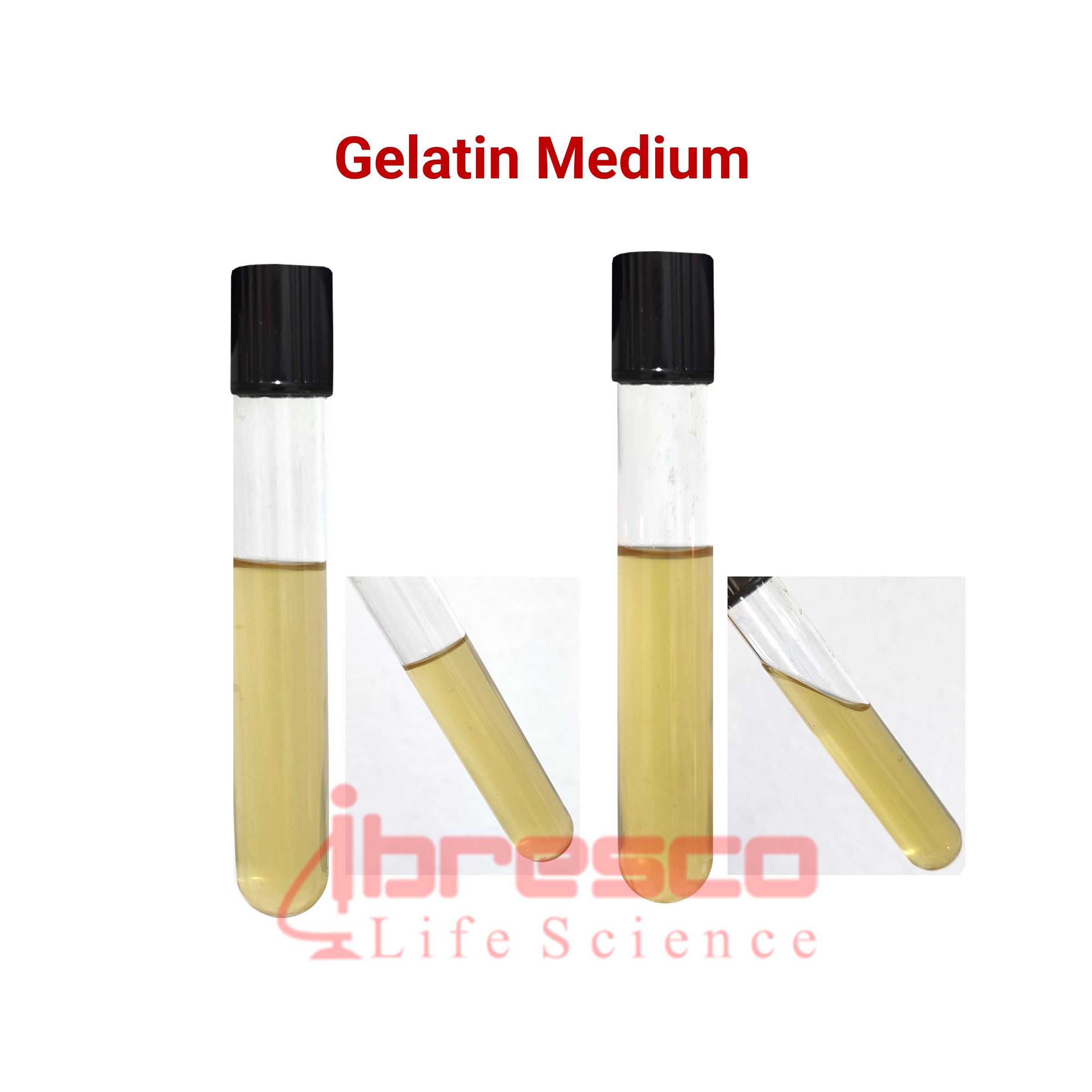 Gelatin Medium | ibresco