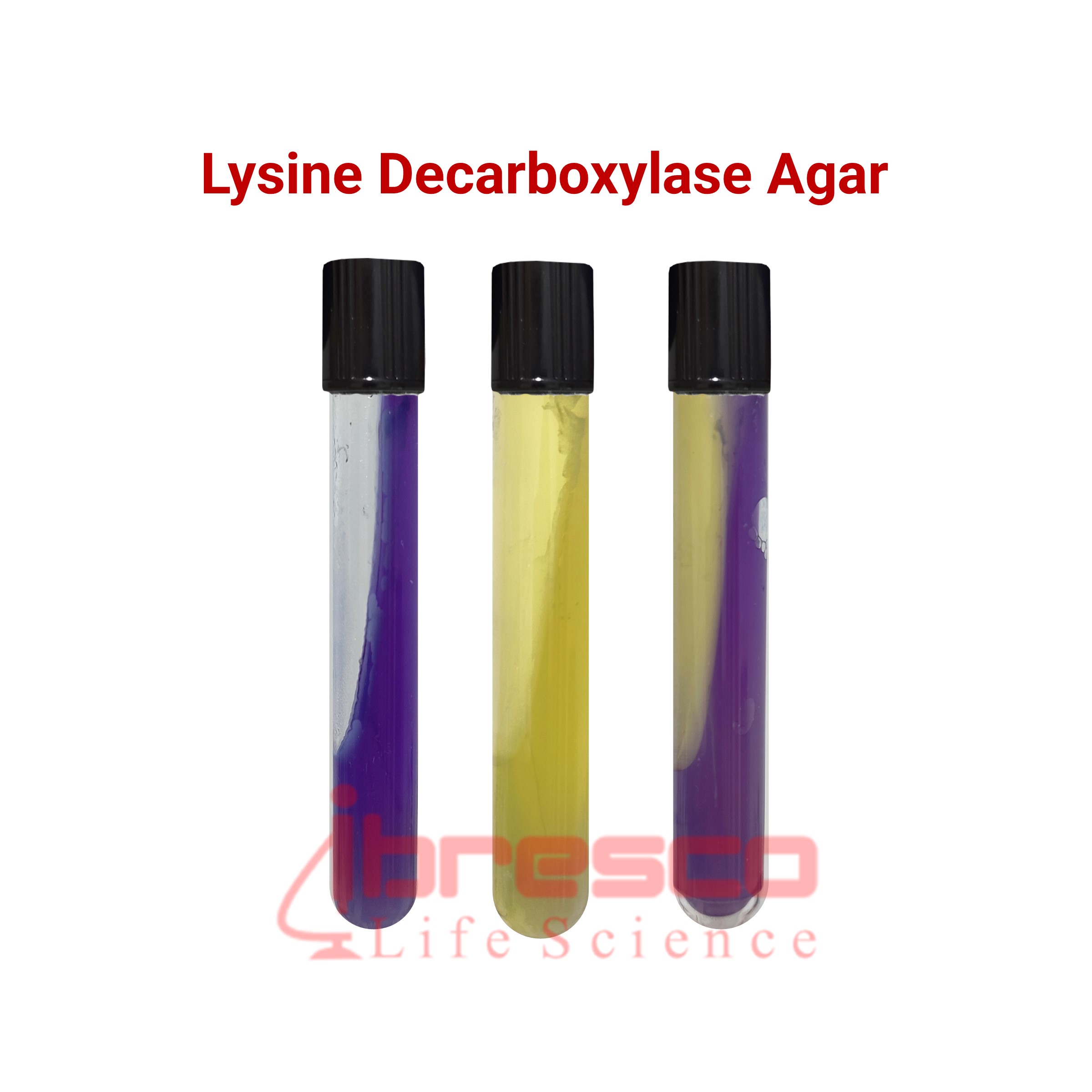 Lysine Decarboxylase Agar | لایزین دکربوکسیلاز آگار | ibresco