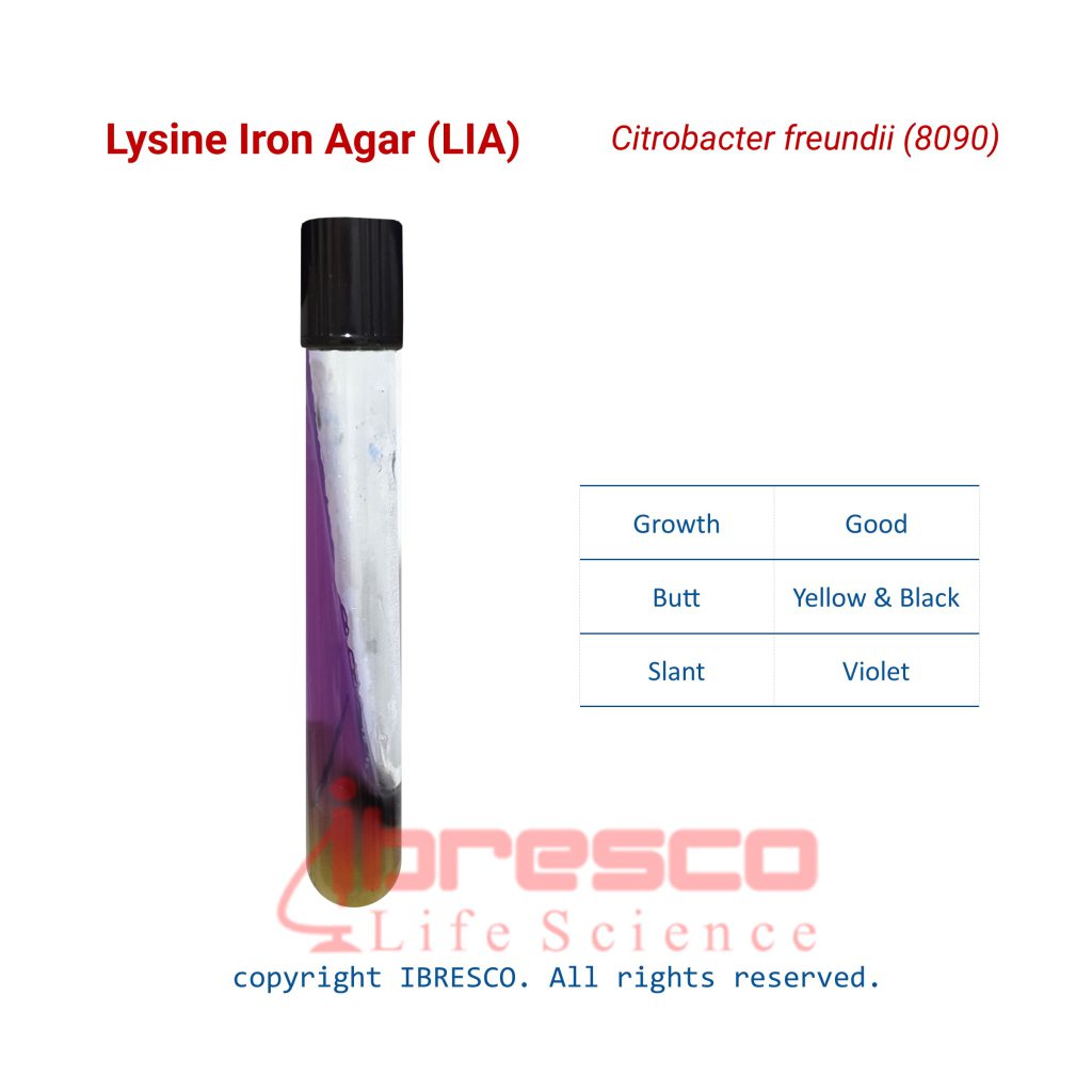 Lysine Iron Agar, LIA | ibresco