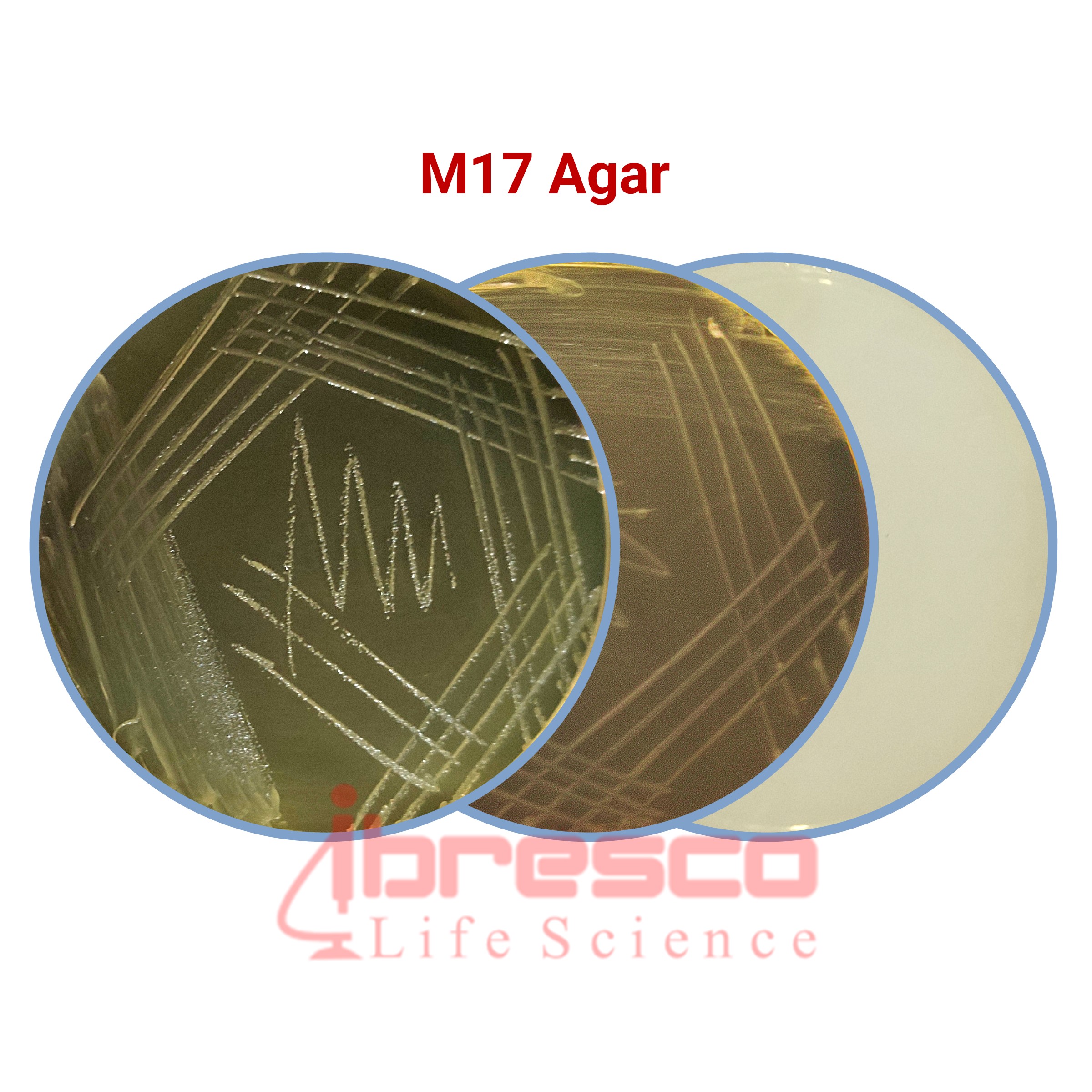 M17 Agar | محیط M17 آگار | ایبرسکو